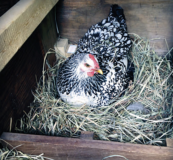 What’s the Best Bedding for Chickens? - Backyard Poultry
